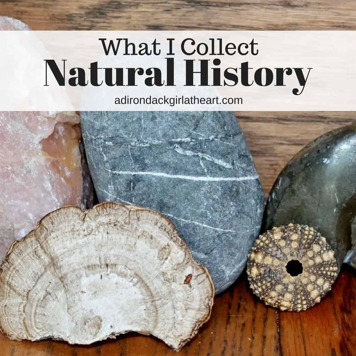 What I Collect: Natural History • Adirondack Girl @ Heart