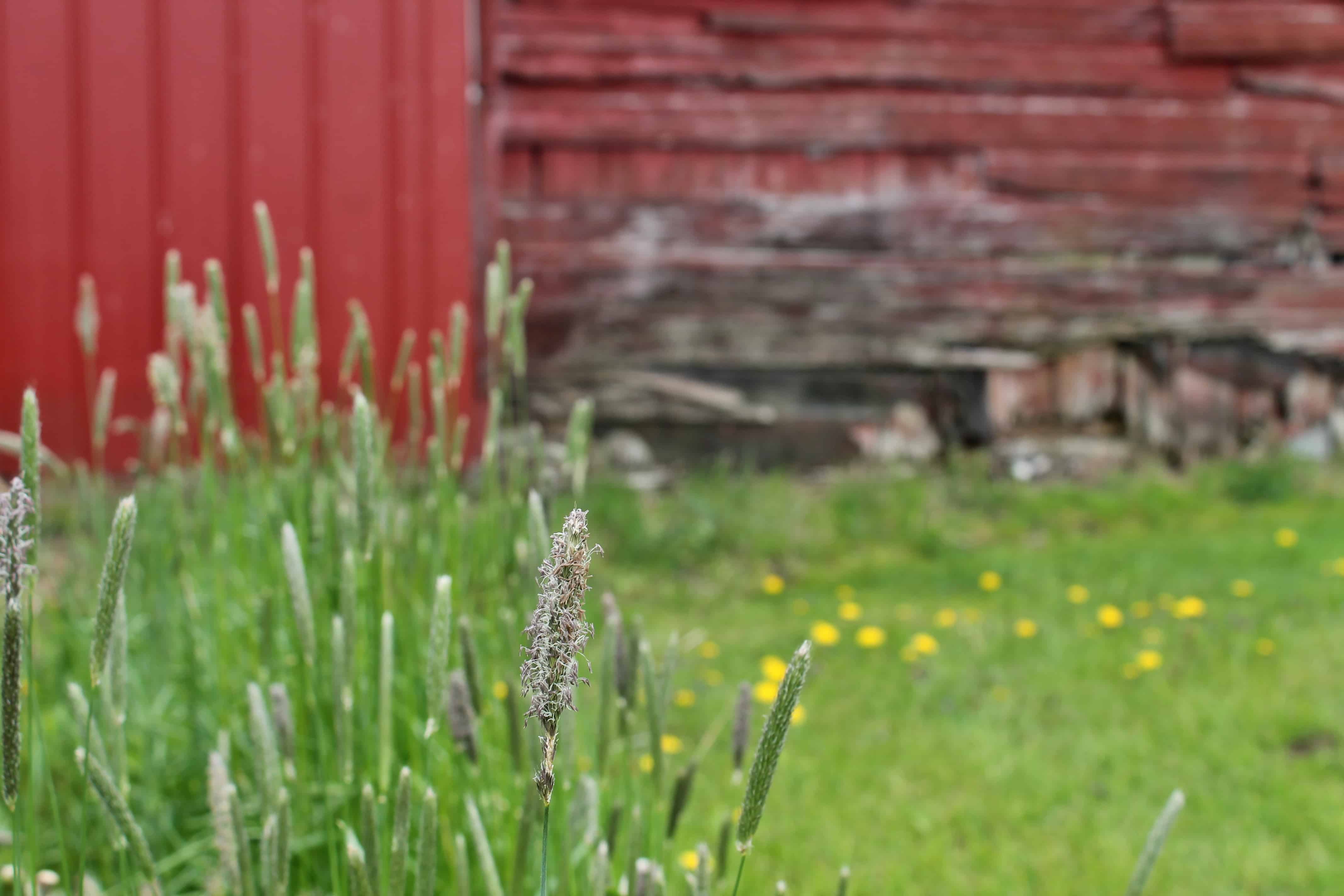 Red Barn Love & Free Printable • Adirondack Girl @ Heart